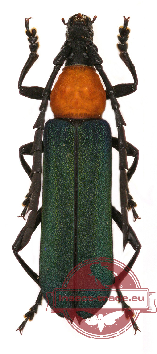 cerambycinae