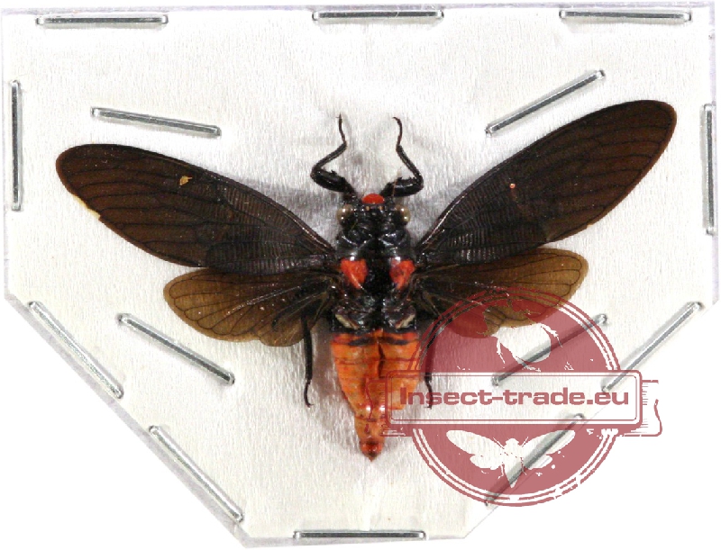 cicadidae