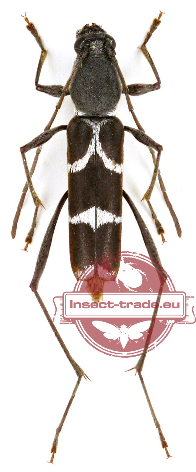 cerambycinae