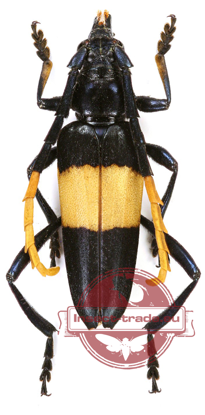 cerambycinae