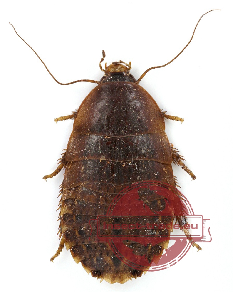 blattodea