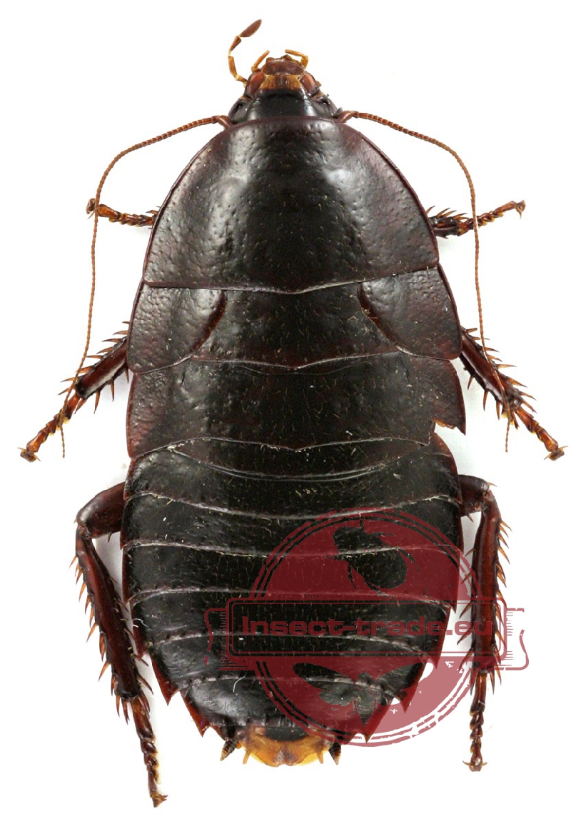 blattodea