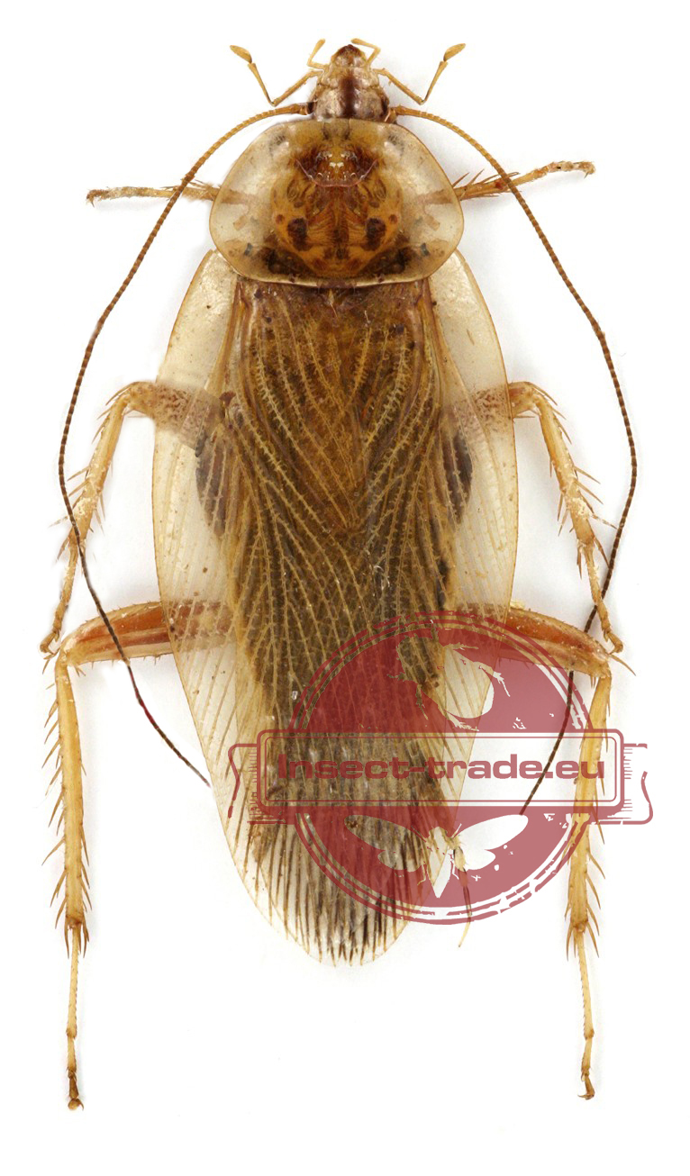 blattodea