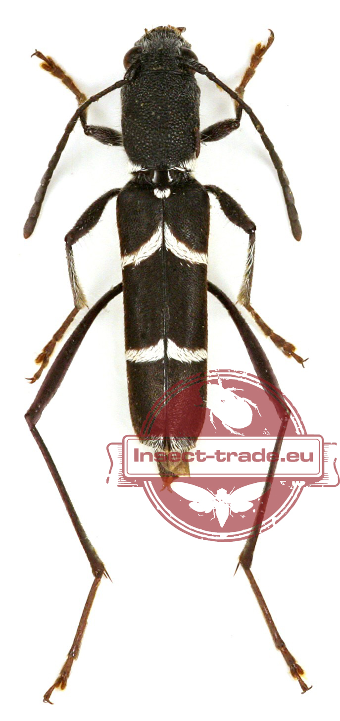 cerambycinae