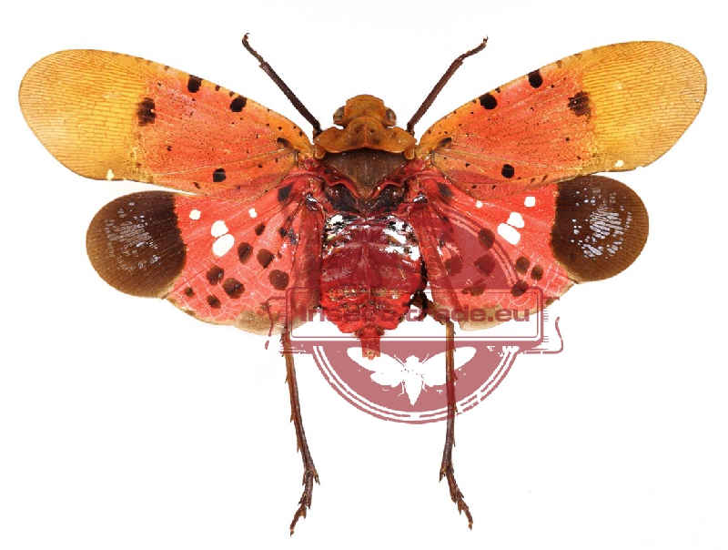 fulgoridae