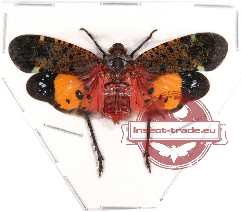 fulgoridae