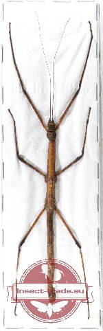 phasmatodea