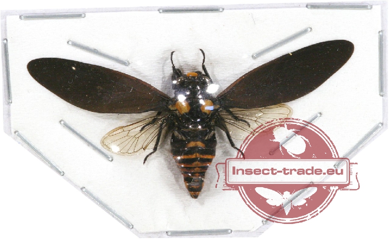 cicadidae