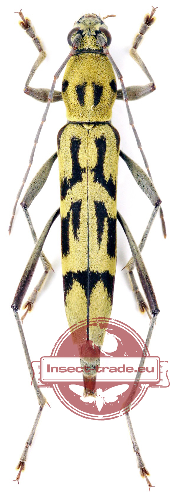 cerambycinae