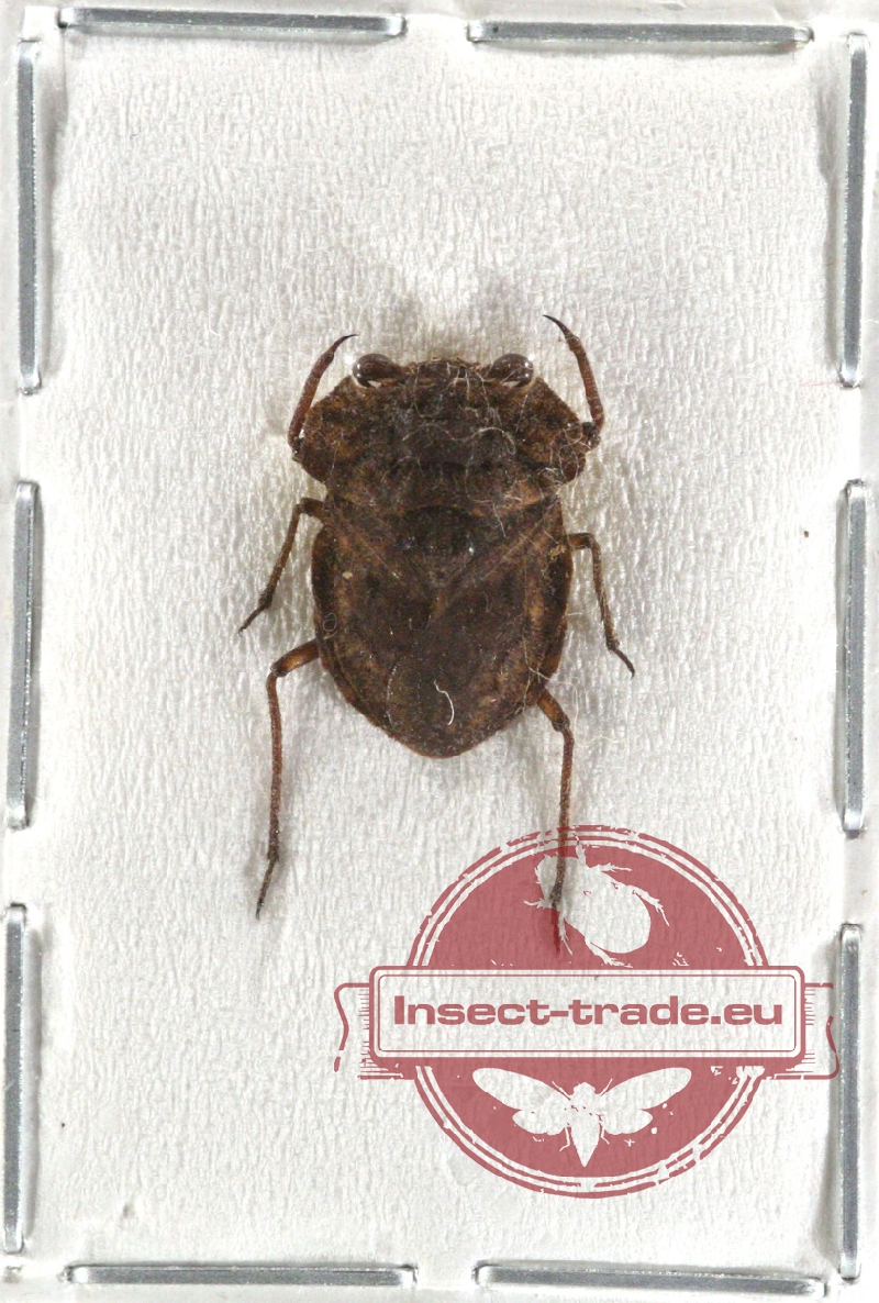 heteroptera