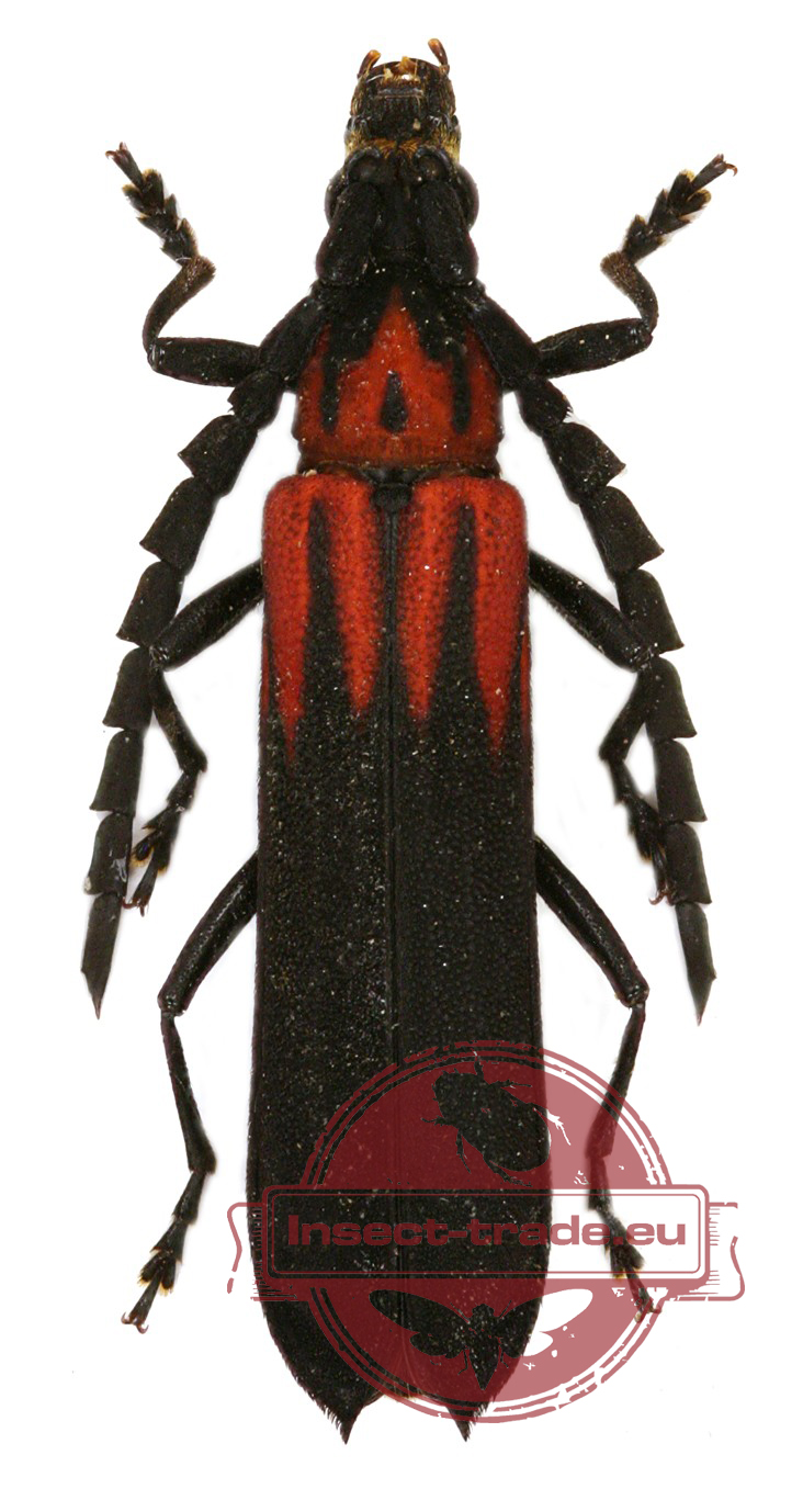 cerambycinae