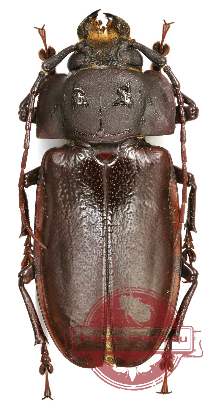 prioninae