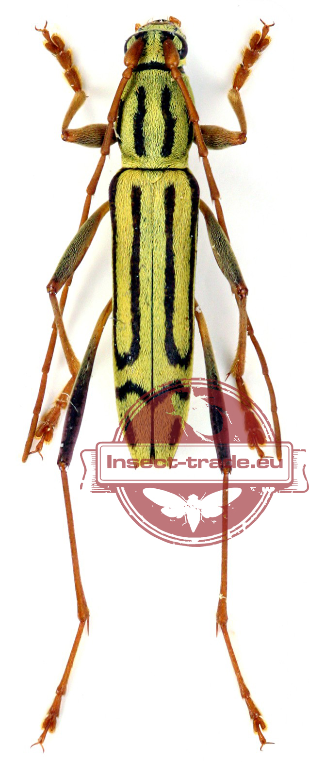 cerambycinae