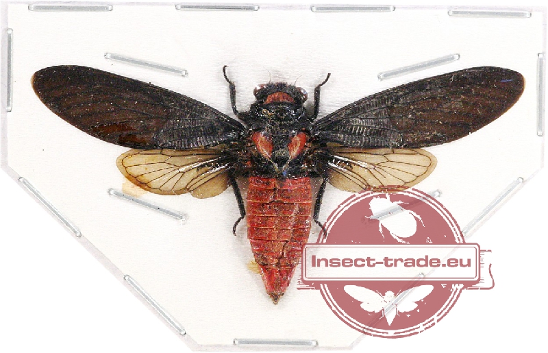 cicadidae