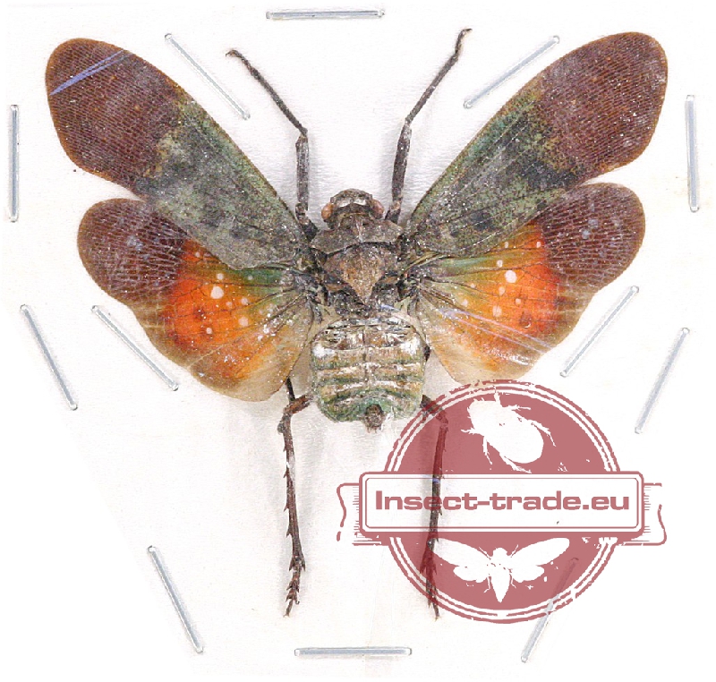 fulgoridae