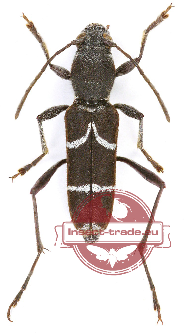 cerambycinae