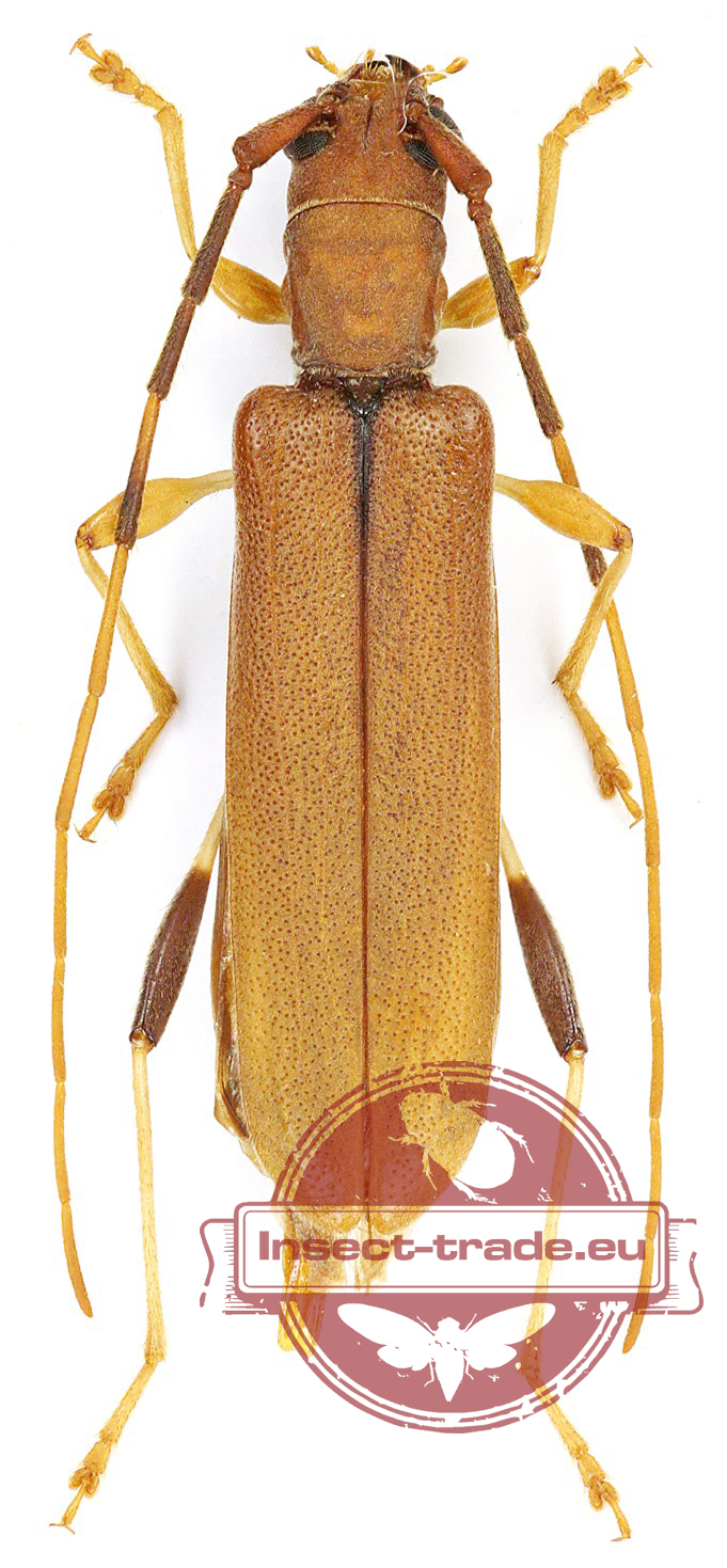 cerambycinae