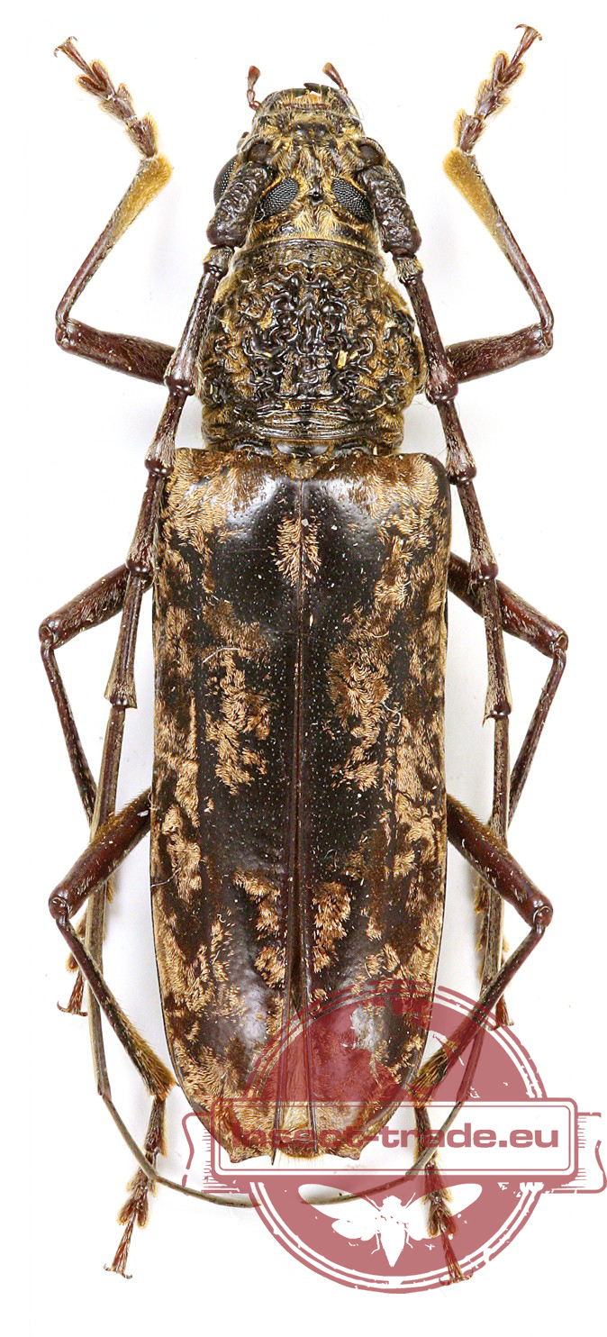 cerambycinae