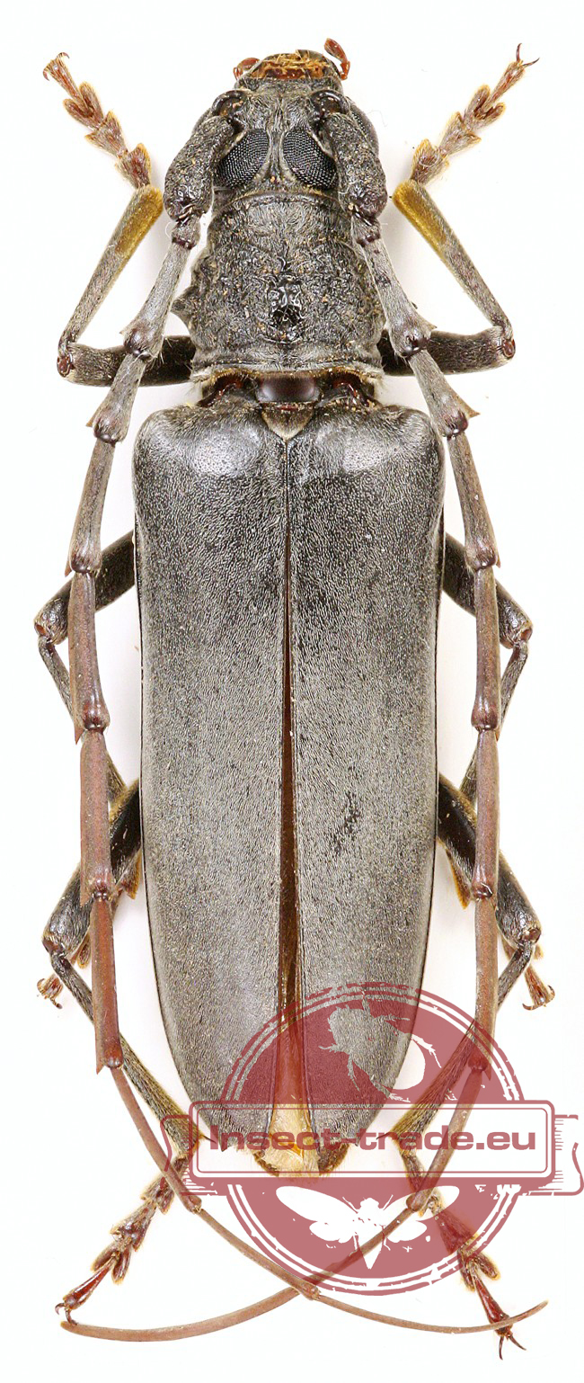 cerambycinae