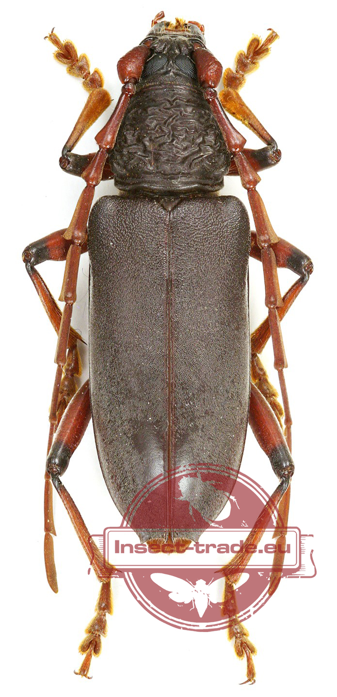 cerambycinae