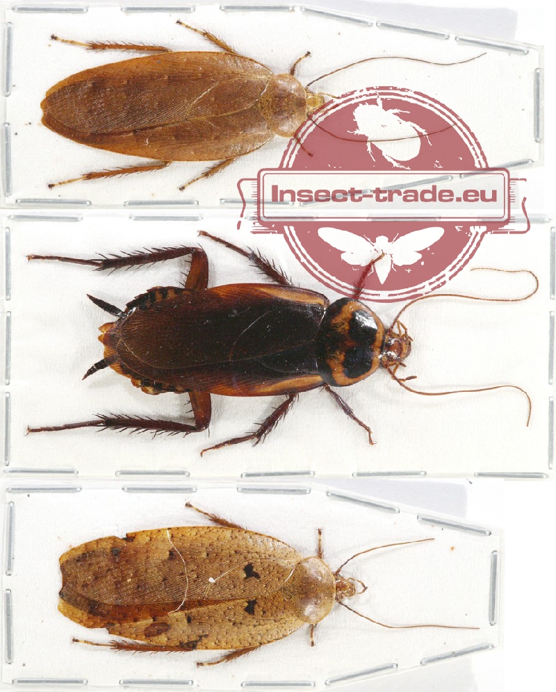 blattodea
