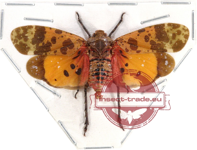 fulgoridae