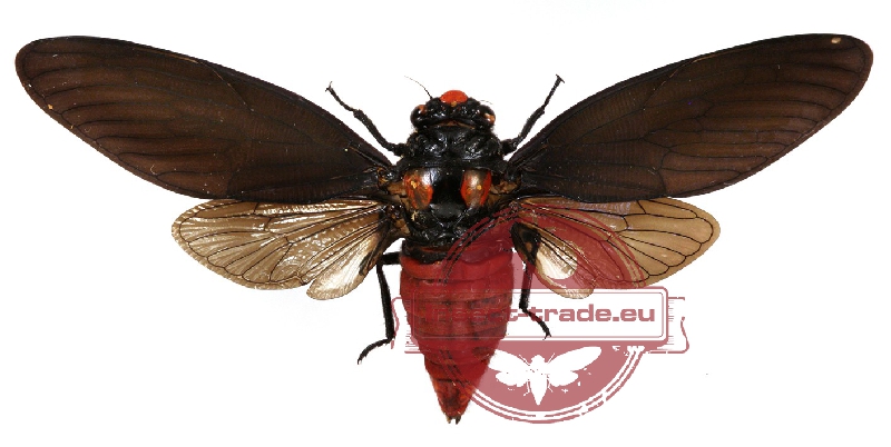 cicadidae
