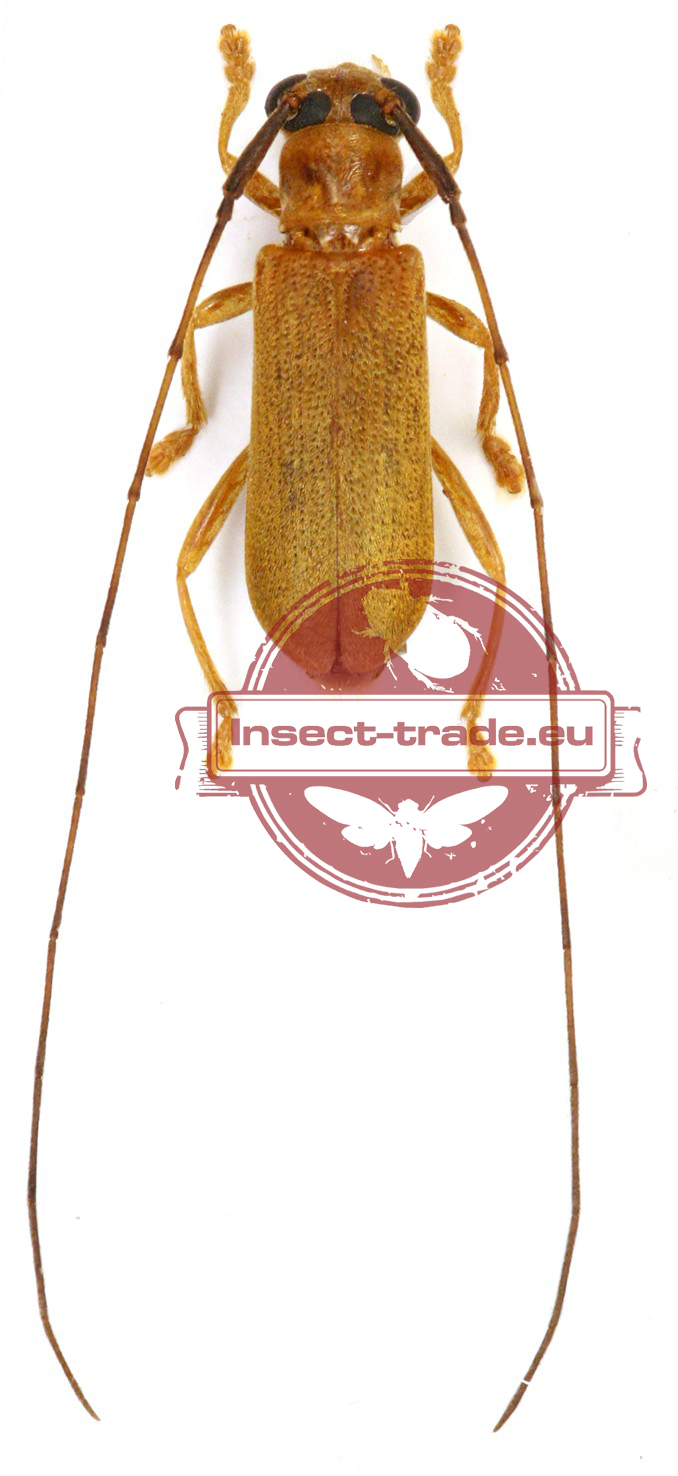 INSECT-TRADE.EU