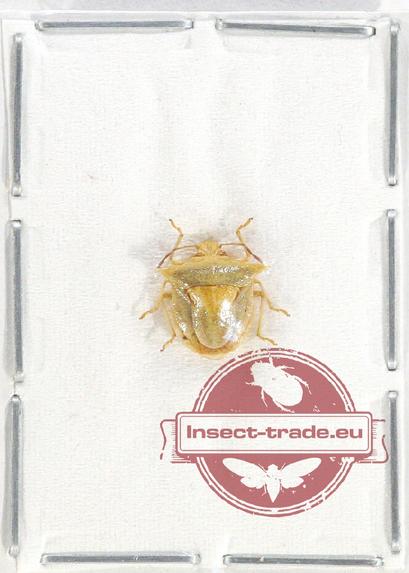 heteroptera
