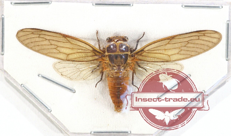 cicadidae