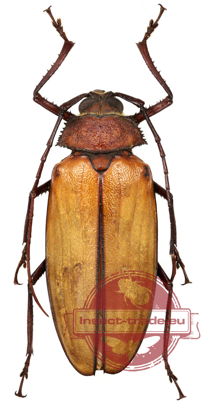 prioninae