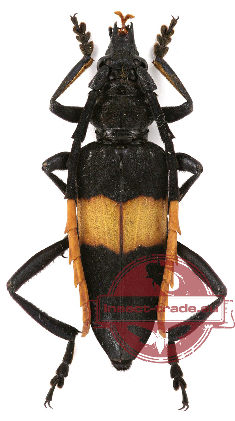 cerambycinae