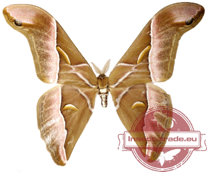 saturniidae - page 7