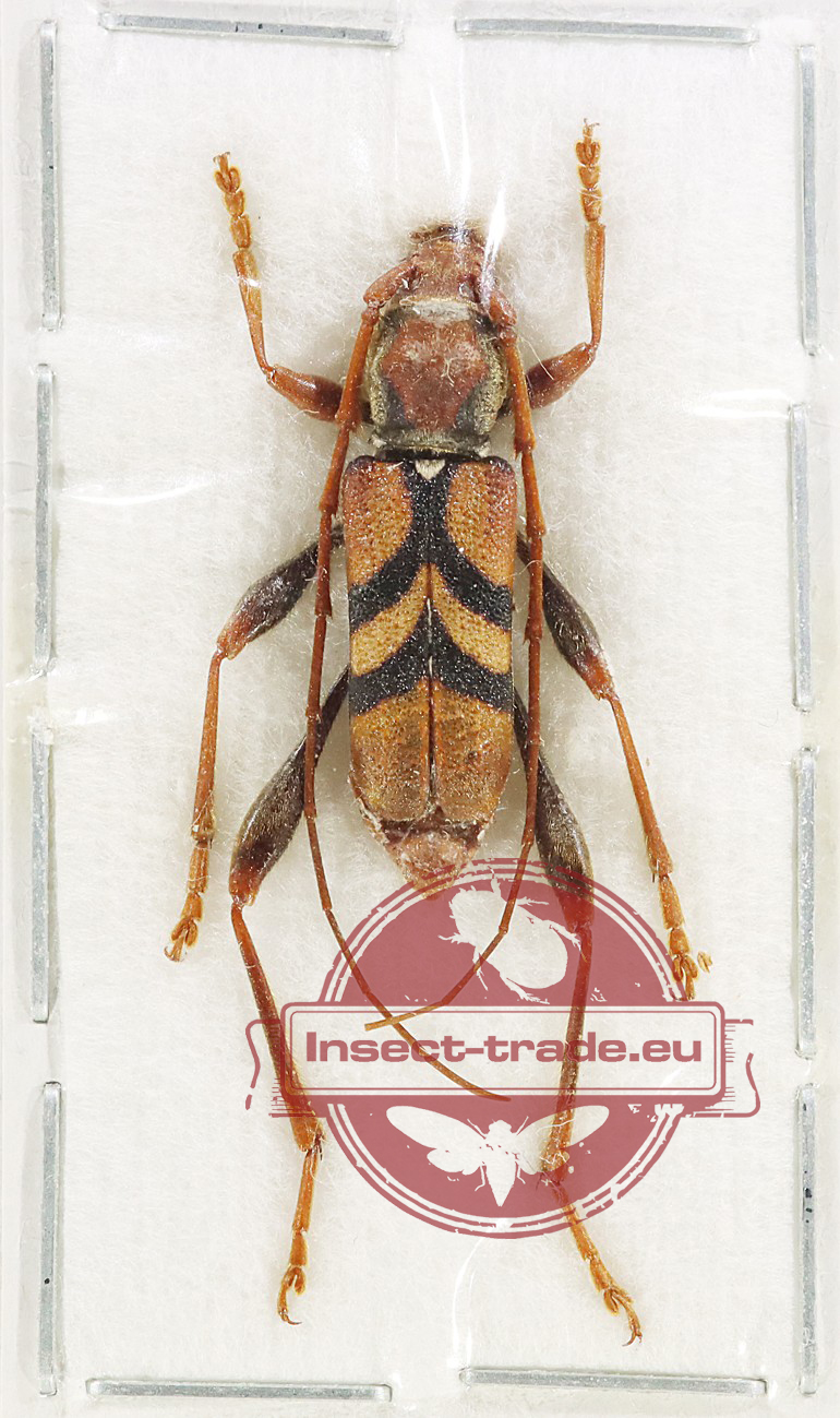 cerambycinae