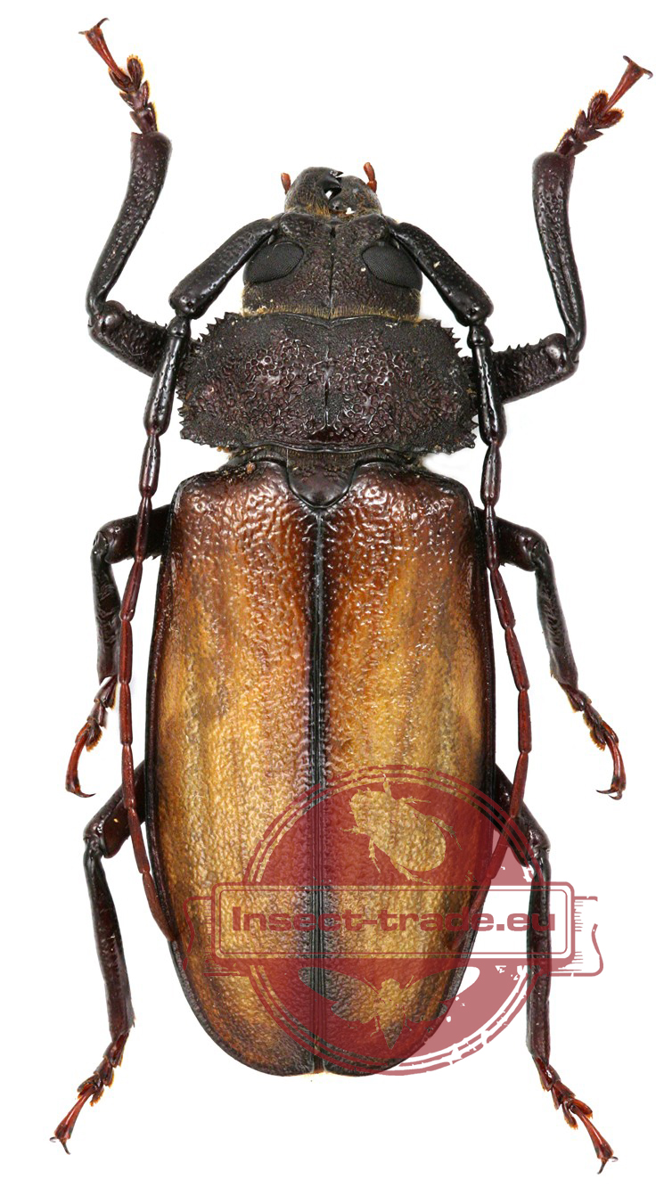 prioninae