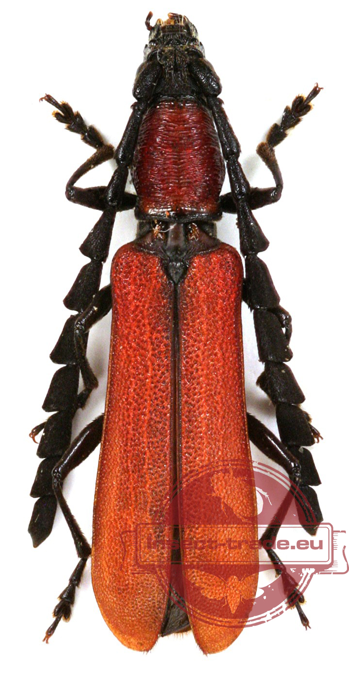 cerambycinae