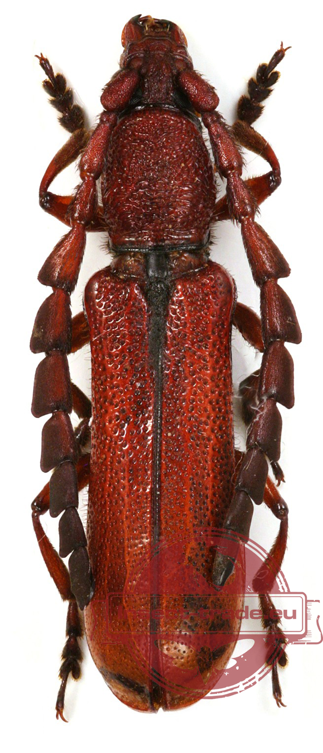 cerambycinae