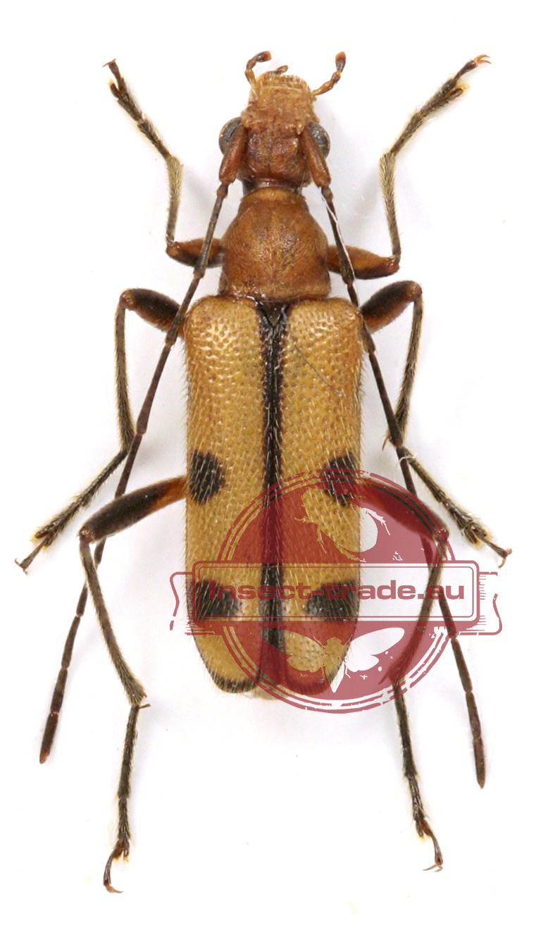cerambycinae