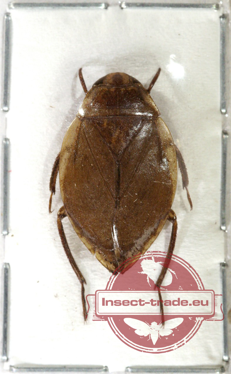 heteroptera