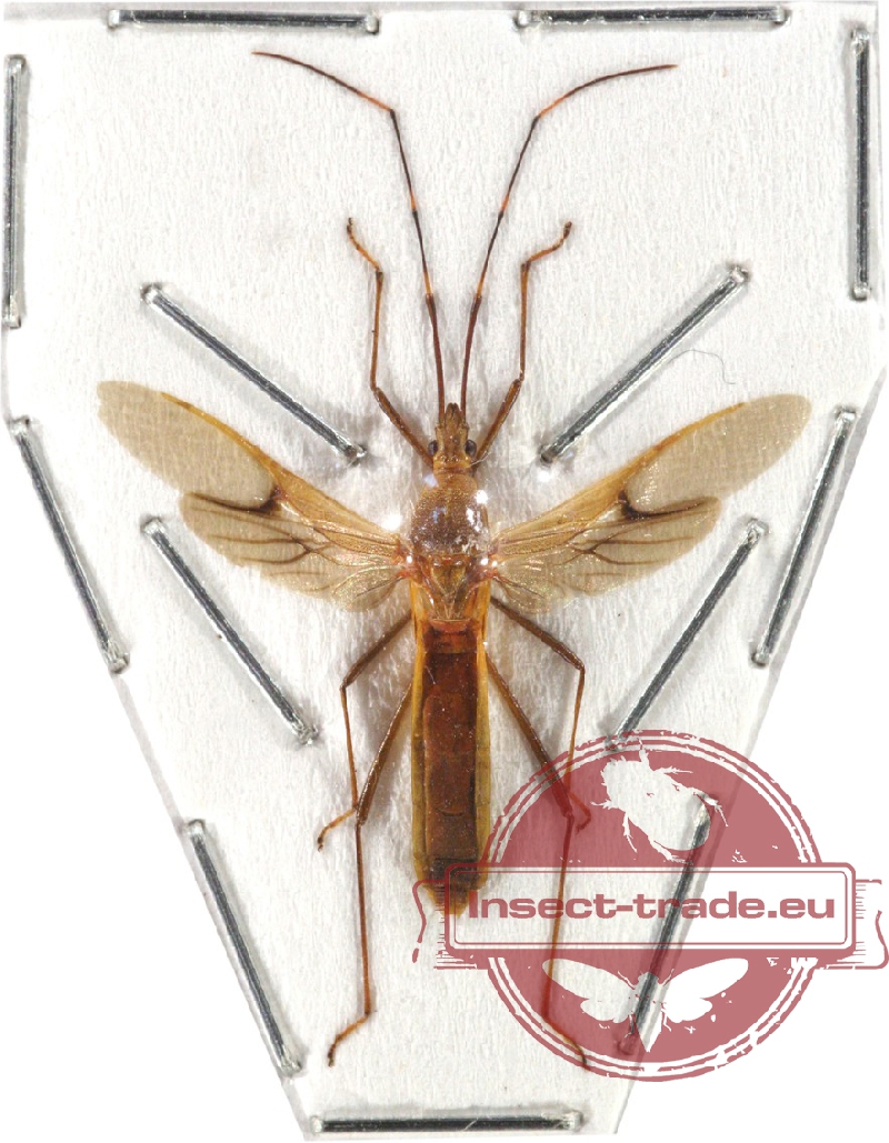 heteroptera
