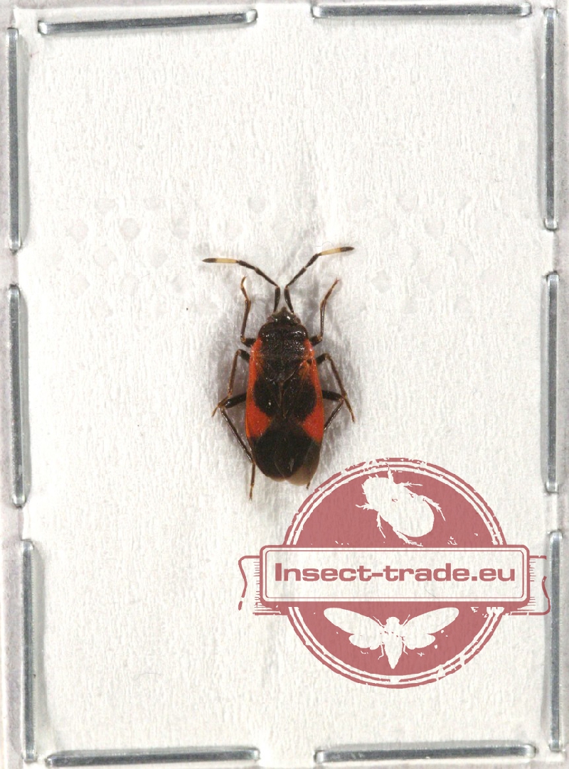 heteroptera