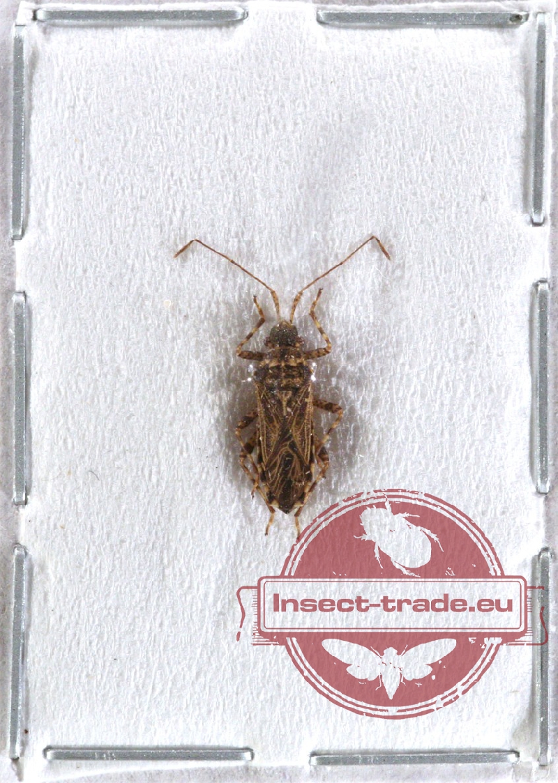 heteroptera