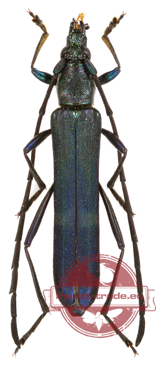 cerambycinae