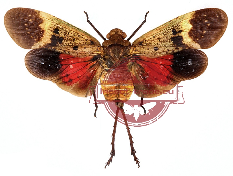 fulgoridae
