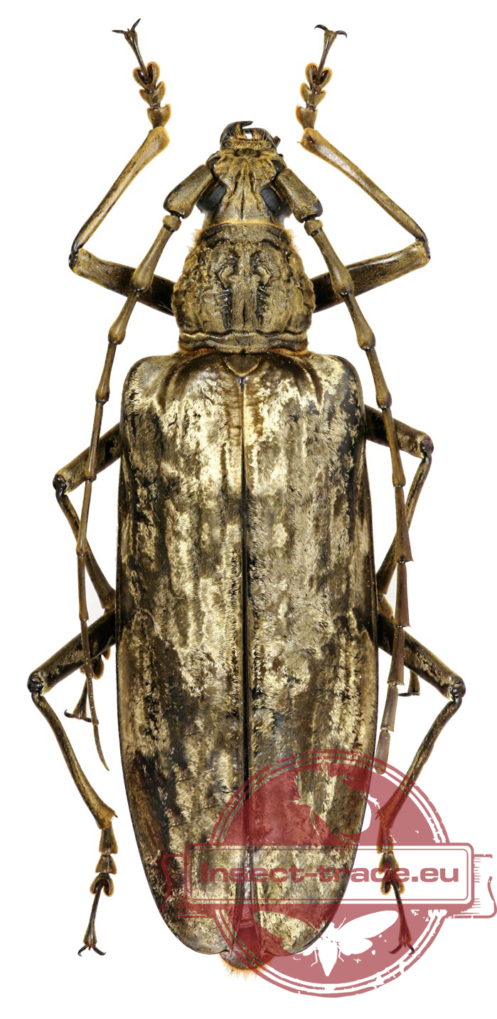 cerambycinae