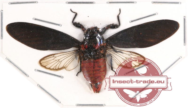 cicadidae
