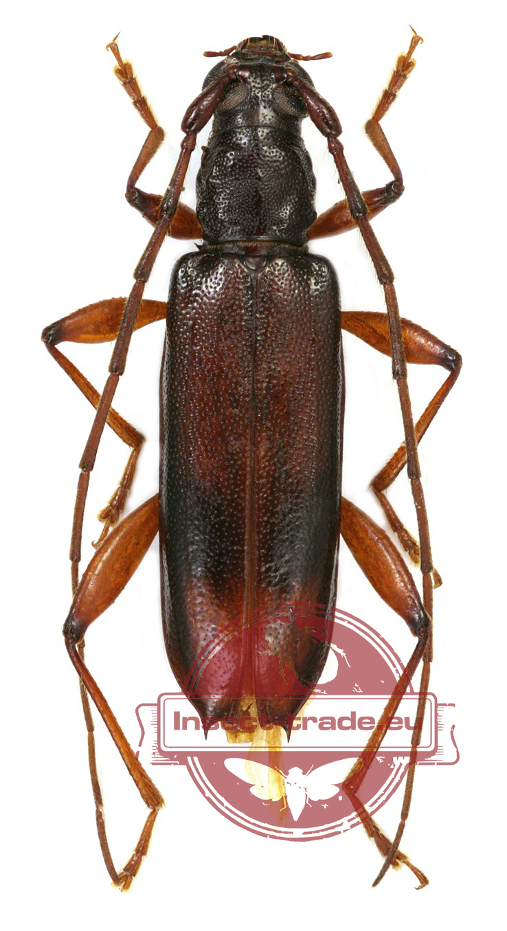 cerambycinae